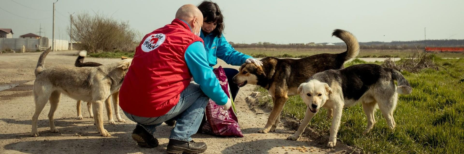 Paws and Laws: A Community-Based Solution for Stray Animal Welfare ...